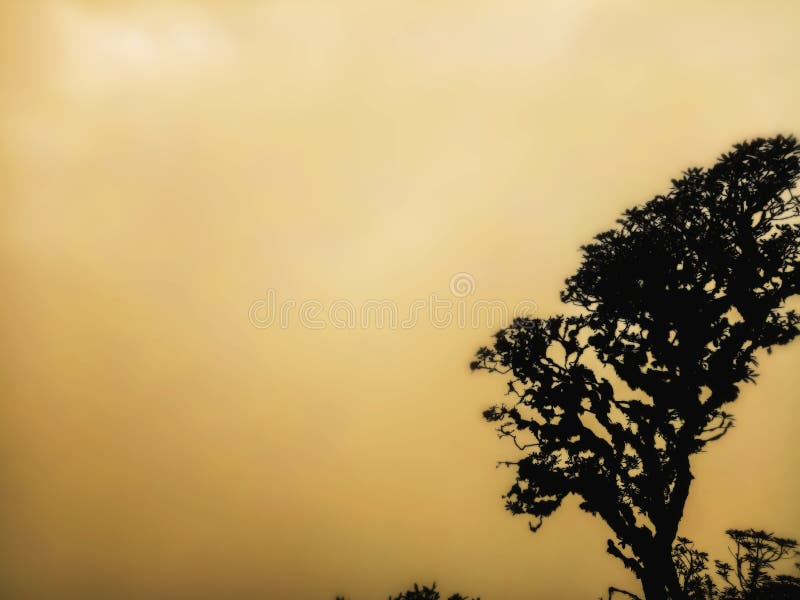 Backlit Tree Shadows and Orange-yellow Backgrounds Have Gentle Clouds ...