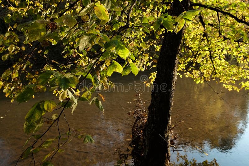 Backlit Tree stock image. Image of nature, solitary, backlit - 87757445