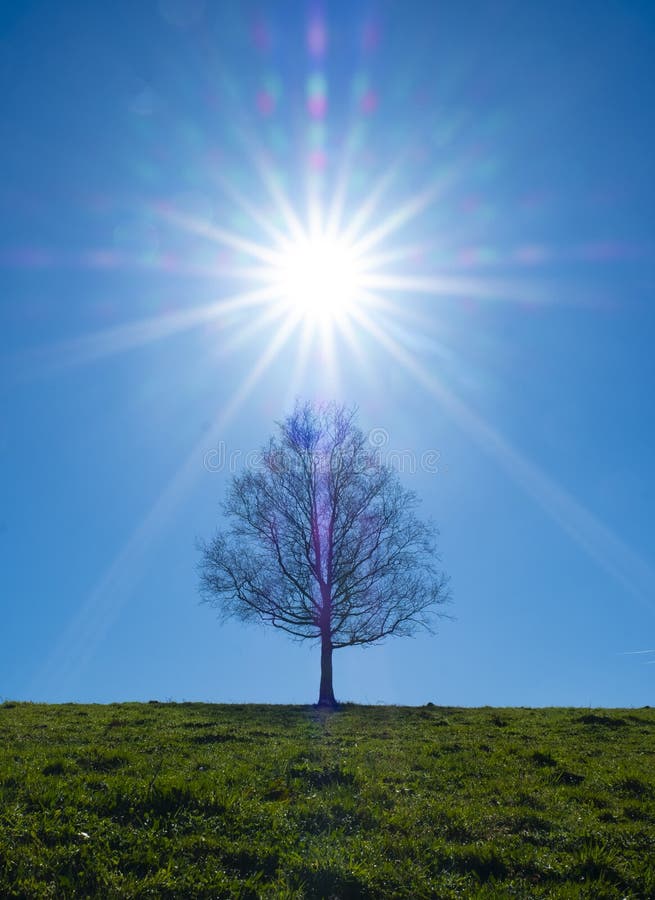 Backlit Tree and Moon at Dusk Stock Photo - Image of moonlight, backlit ...