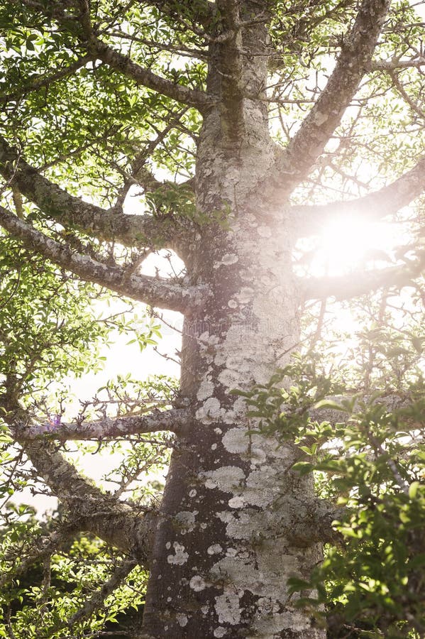 Backlit Tree and Moon at Dusk Stock Photo - Image of moonlight, backlit ...