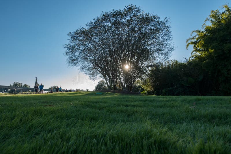 Backlit tree stock image. Image of florida, backlit, sunset - 81238895