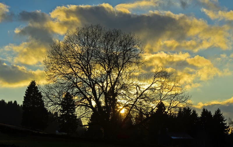 Backlit Tree and Moon at Dusk Stock Photo - Image of moonlight, backlit ...