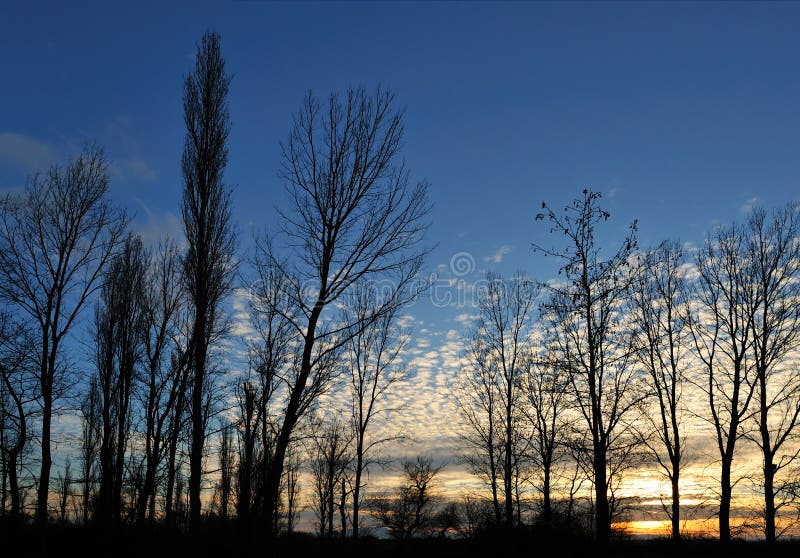Backlit trees stock image. Image of scenic, moody, people - 7894843