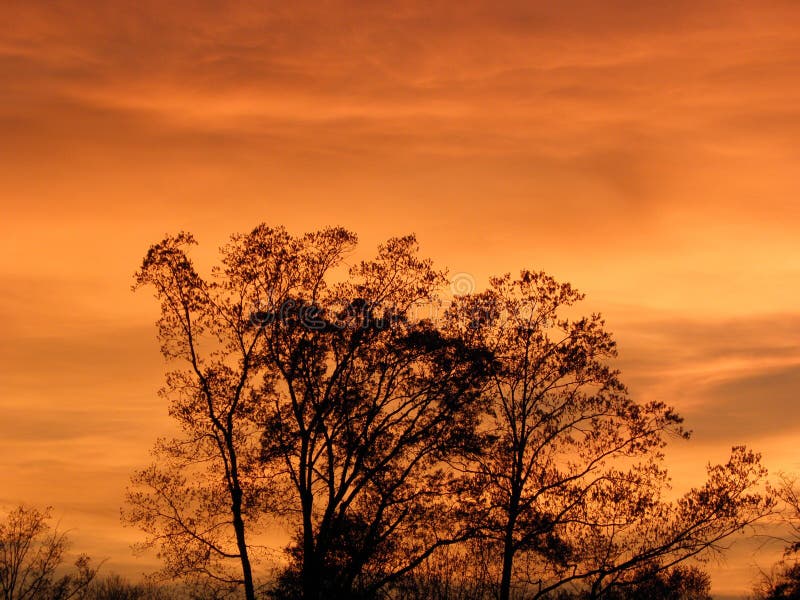 Backlit Trees Against Orange Sunset Stock Image - Image of color, back ...