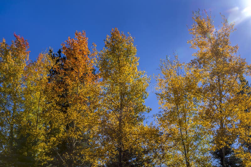 Backlit trees in autumn. stock image. Image of tree, sunlight - 61886977