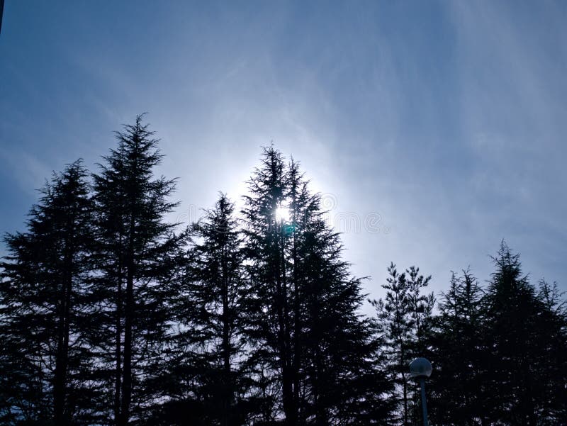 Backlit trees stock photo. Image of reflection, branch - 261952892