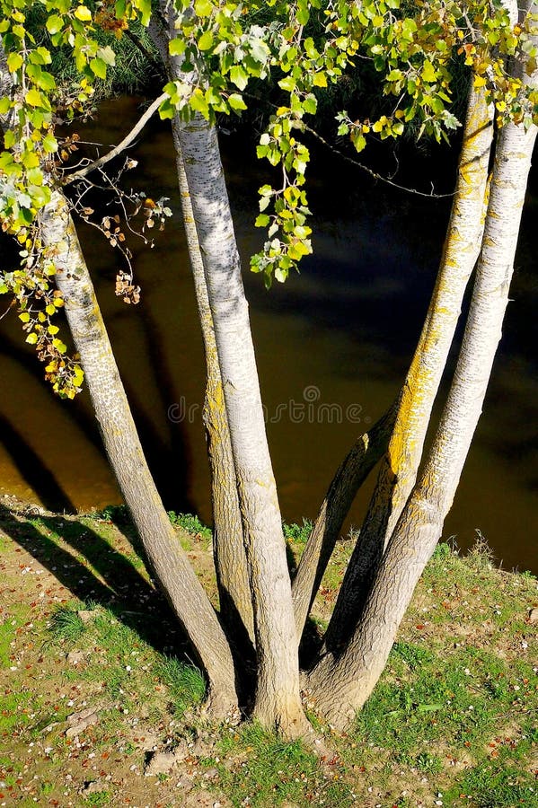 Backlit Trees Branches and Sunset Sky on Evening Time Stock Photo ...