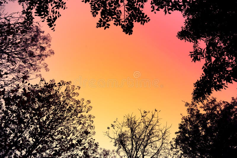 Backlit Trees and Branches in Retro Style for Abstract Background ...