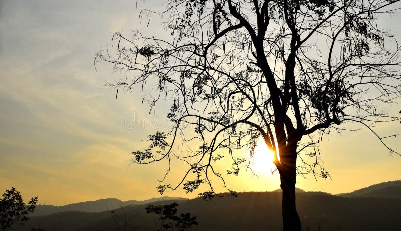 Backlit Trees Branches and Sunset Sky on Evening Time Stock Photo ...