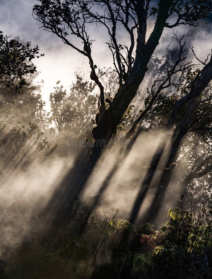 Backlit Trees Create Dramatic Shadows on the Steam Rising at Kilauea ...