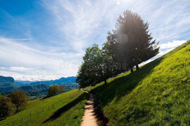 Backlit Trees on a Hillside Dirt Path Stock Photo - Image of meadow ...