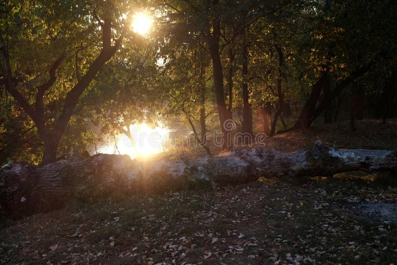 Backlit Fir Trees Long Exposure with Moon in the Background on a Winter ...