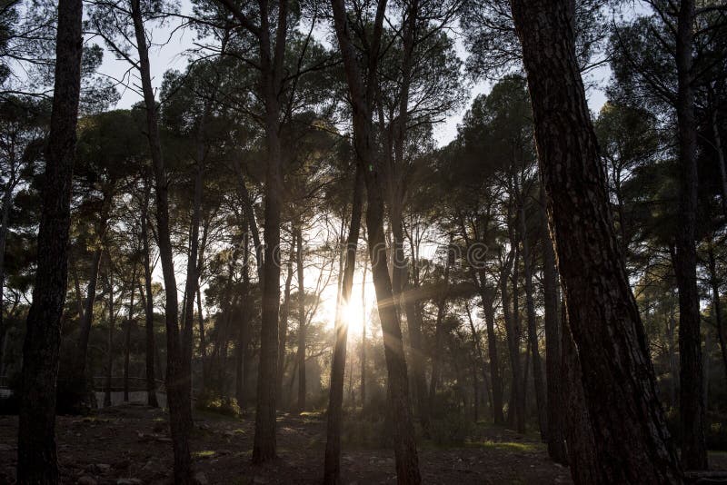 Backlit Trees in a Spanish Forest at Sunset Stock Photo - Image of ...