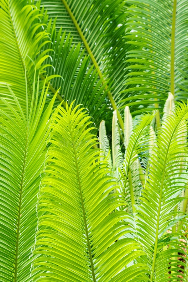 Backlit palm tree leaves stock image. Image of growing - 59810515 Backlit palm tree leaves stock image. Image of growing - 59810515
