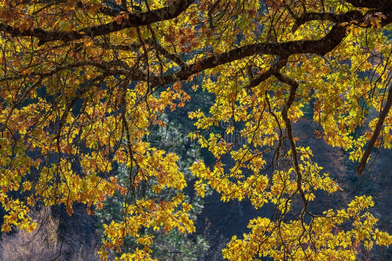 Backlit View of Autumn Foliage Stock Photo - Image of october, forest ...