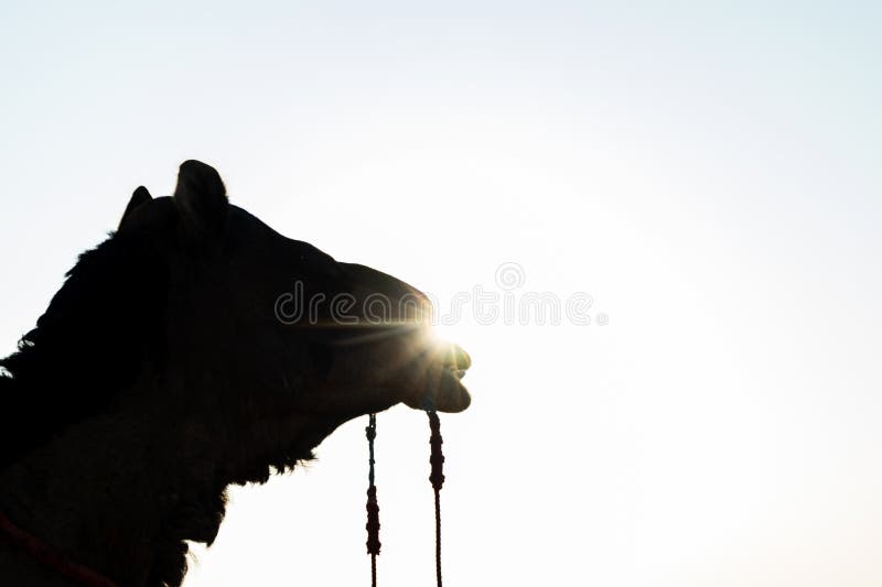 Backlit View of Isolated Pet Camel Head Close Up View with Sun Flares ...