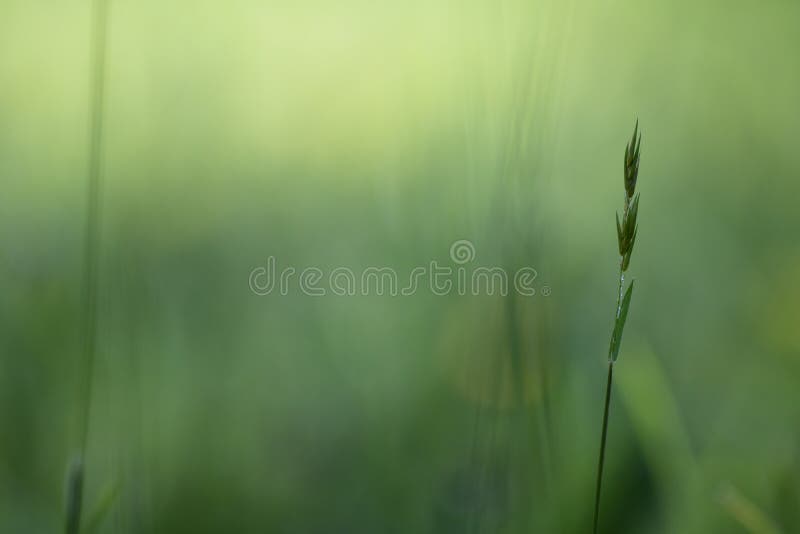 Backlit Weeding Herb Grass with Copy Space in Blurred Background Stock ...