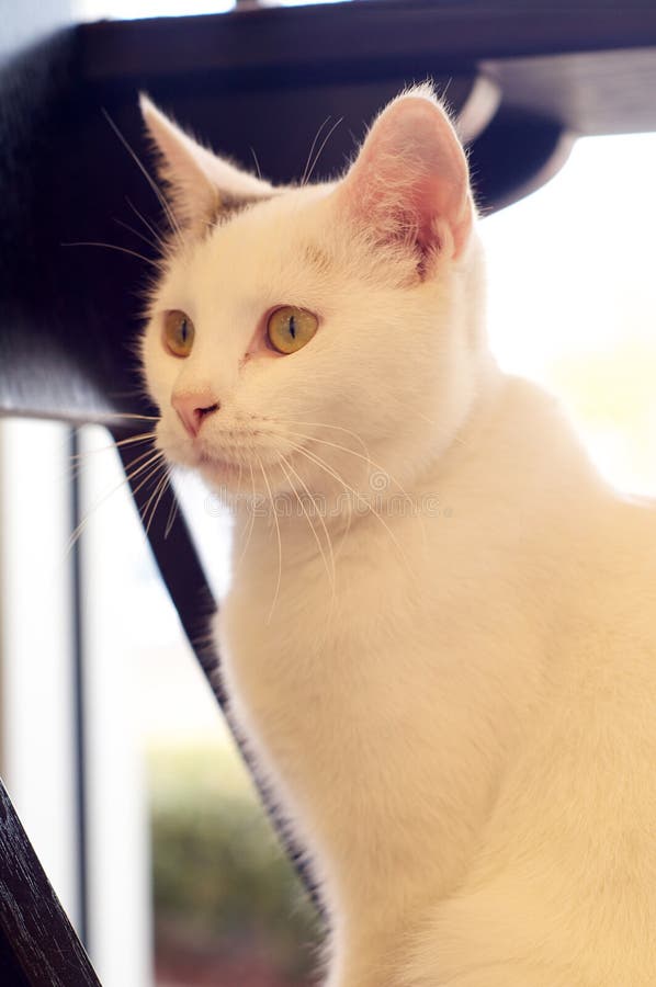 Backlit white cat sitting stock photo. Image of animal - 50648732
