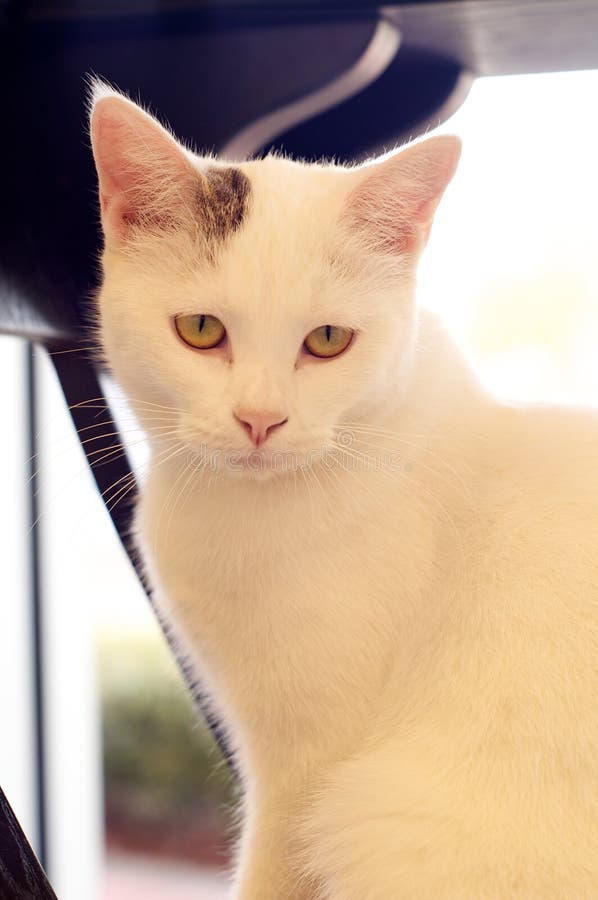 Backlit White Cat Sitting Looking at Viewer Stock Image - Image of eyes ...