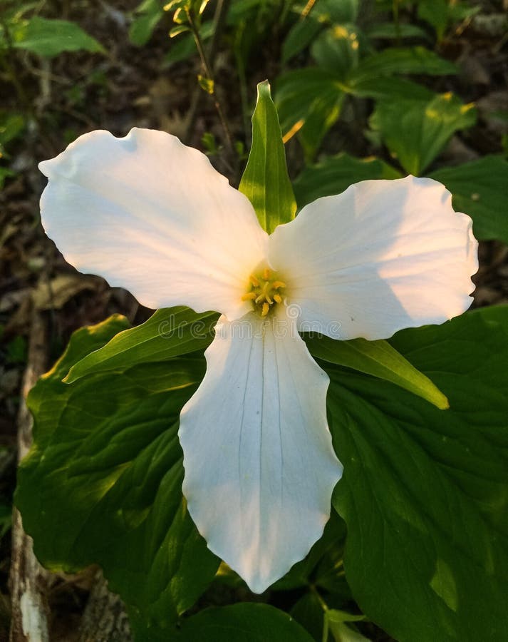 Backlit White Trillium stock image. Image of shinning - 71886579