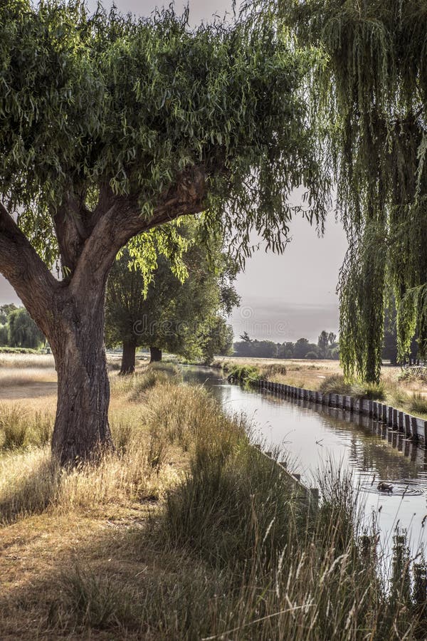 Backlit Willow Tree Over Stream Stock Image - Image of foliage, leafage ...