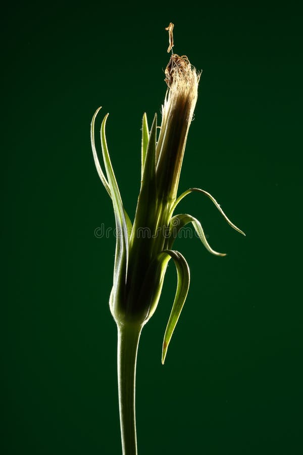 Wilting Weed Stock Photos - Free & Royalty-Free Stock Photos from ...