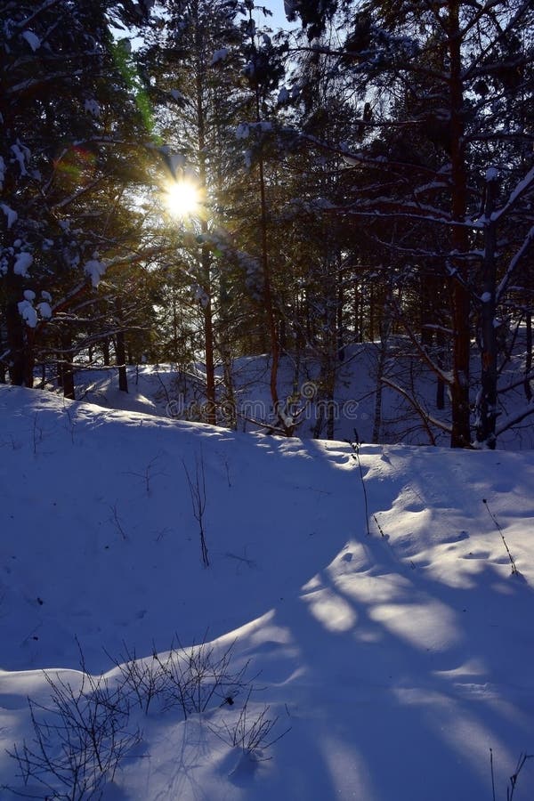 Backlit Winter Forest Covered in Snow Stock Photo - Image of december ...
