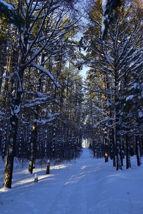 Backlit Winter Forest Covered in Snow Stock Photo - Image of gold, beam ...