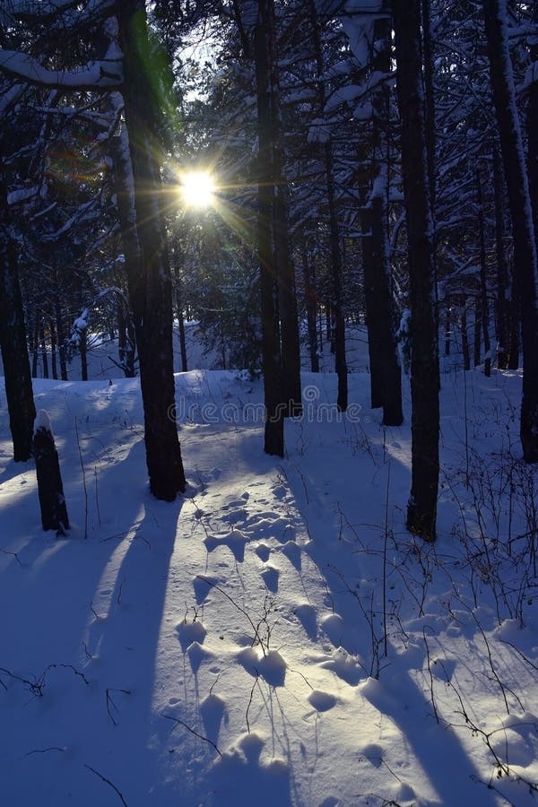 Backlit Winter Forest Covered in Snow Stock Image - Image of evening ...