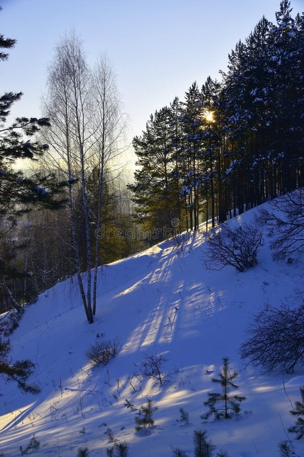 Backlit Winter Forest Covered in Snow Stock Image - Image of copy ...