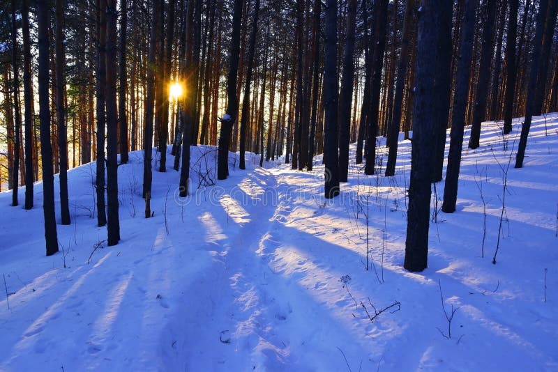 Backlit Winter Forest Covered in Snow Stock Image - Image of blue ...