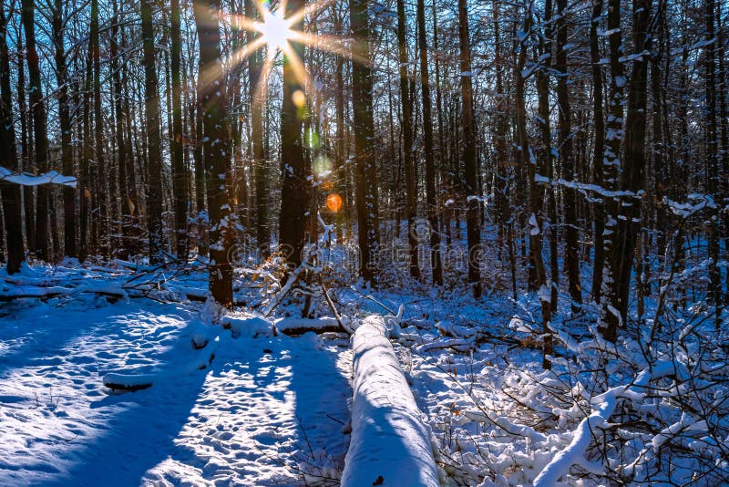 Backlit Winter Wonderland stock image. Image of light - 291853095