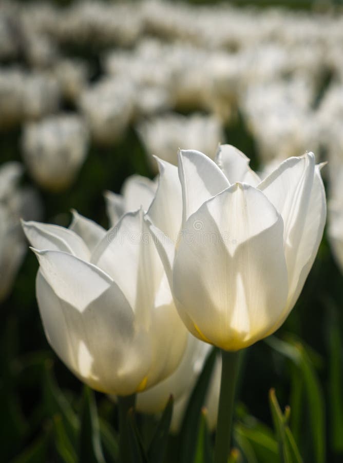Backlit witte tulpen stock foto. Image of gebied, nave - 117647640