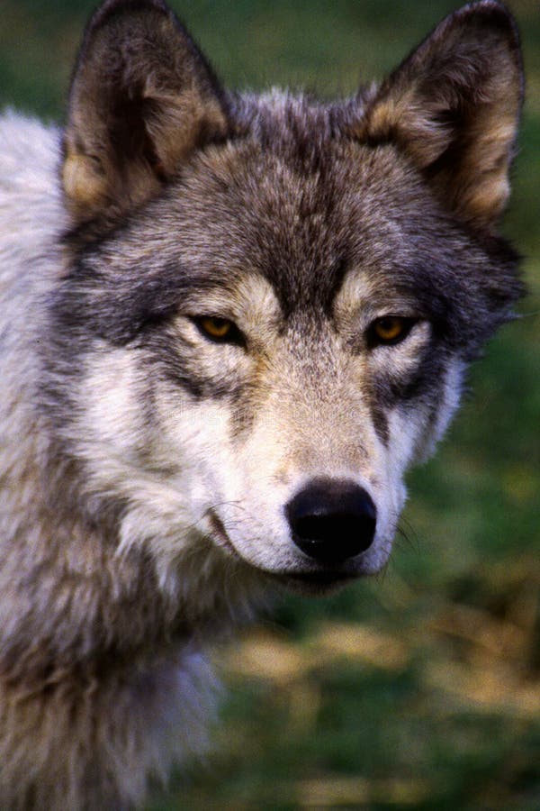 Backlit wolf stock image. Image of timber, canis, wildlife - 76298687