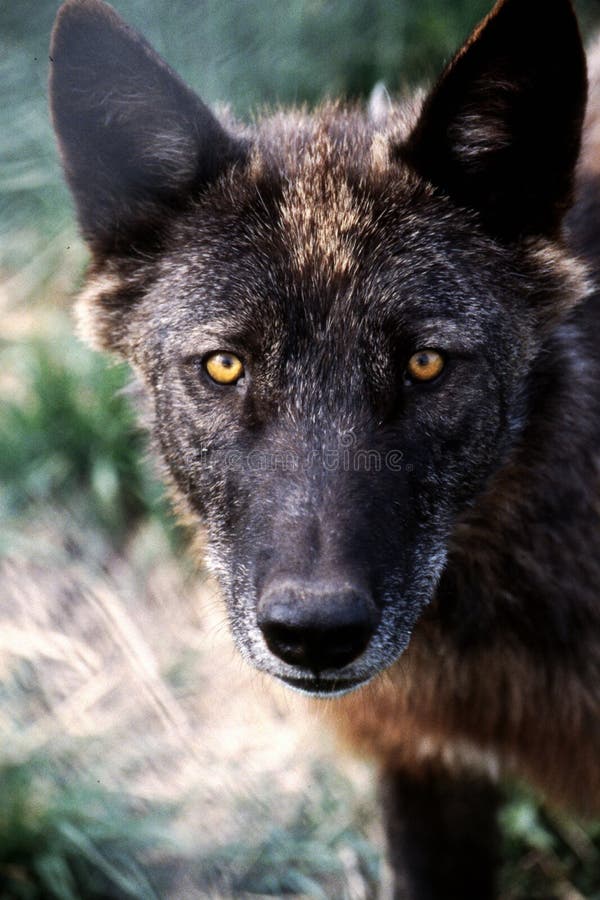Backlit wolf stock photo. Image of wary, timber, canis - 76304368