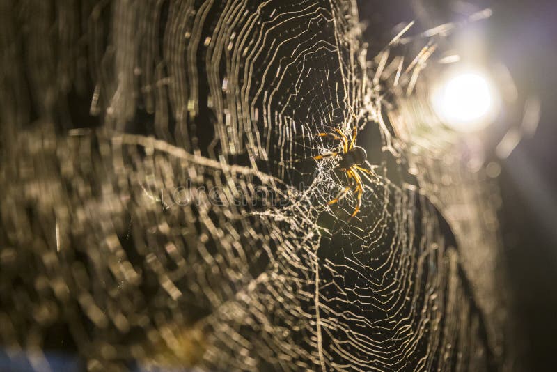 257 Spider Strands Stock Photos - Free & Royalty-Free Stock Photos from ...