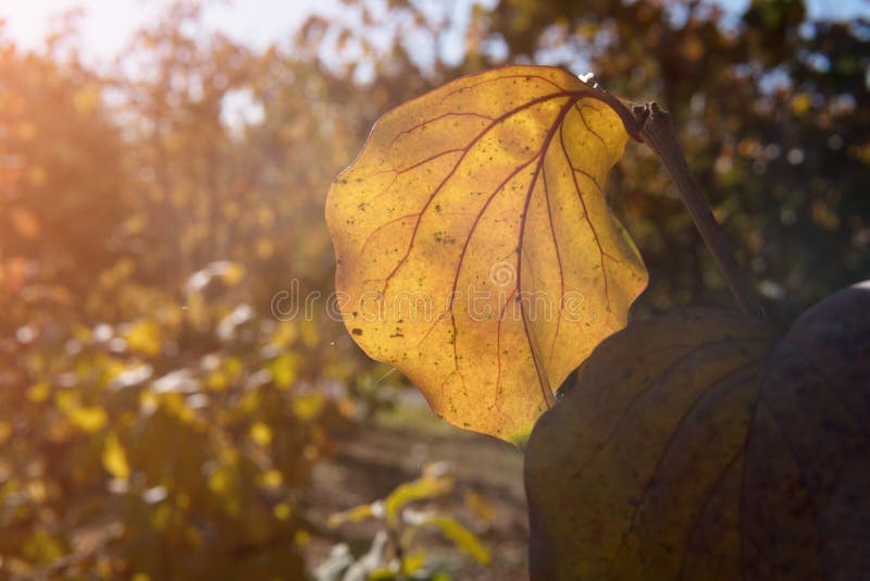 A Backlit Yellow Leaf Outdoors in Autumn Stock Photo - Image of yellow ...