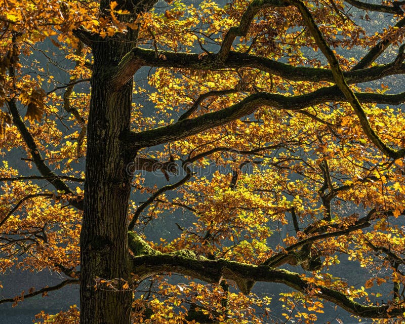 Backlit Yellow Leaf Branch stock image. Image of brilliant - 81311993