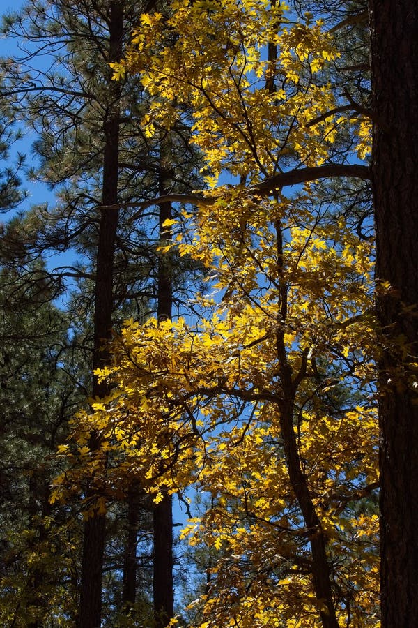 Backlit Yellow Oak Tree in a Forest with Pine Trees in the Background ...