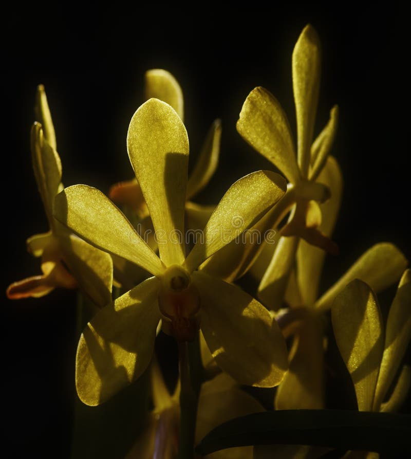 Backlit Yellow Orchid stock image. Image of botany, bloom - 46231681