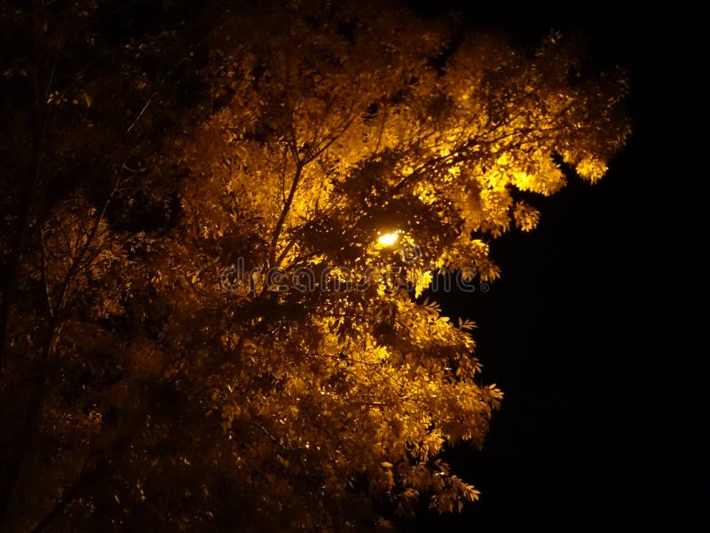 Backlit yellow tree stock image. Image of back, foliage - 88243649