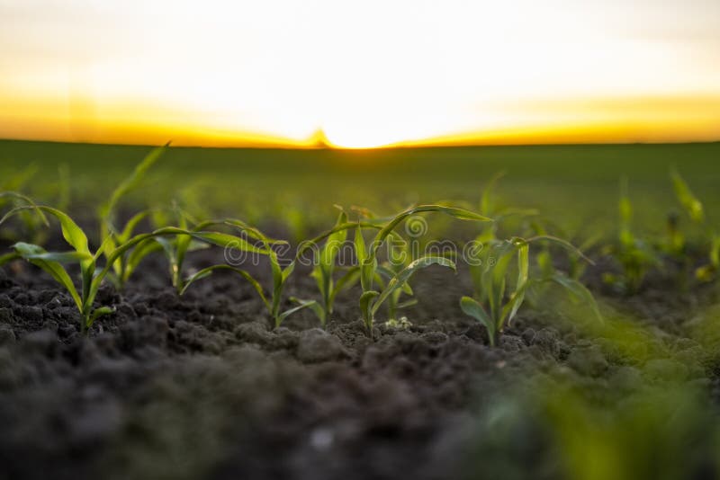 Backlit Young Maize Seedling Growing on Corn Field in Spring. Stock ...