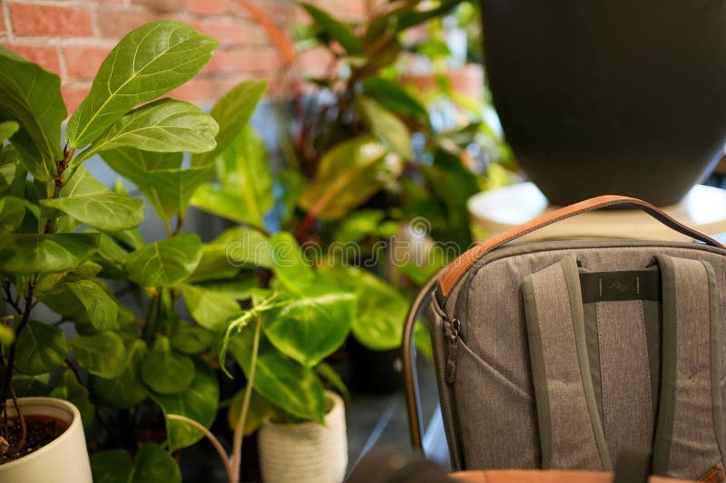 Backpack on a Rectangular Wooden Table beside a Large, Lush Potted ...