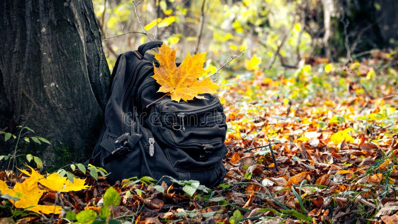 Backpack in the Woods Under a Tree in Autumn. Autumn Forest. Rest in ...