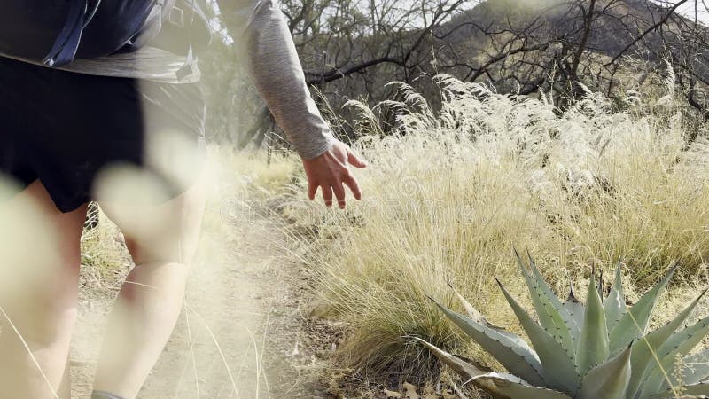 Backpacker Brushes Hand through the Tall Grasses Stock Footage - Video ...