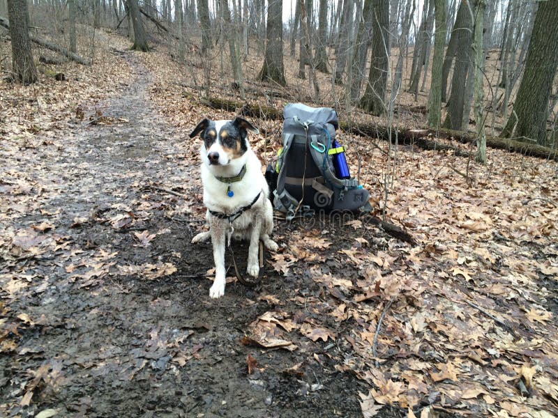 Backpacker dog stock photo. Image of backpacking, break - 52442728