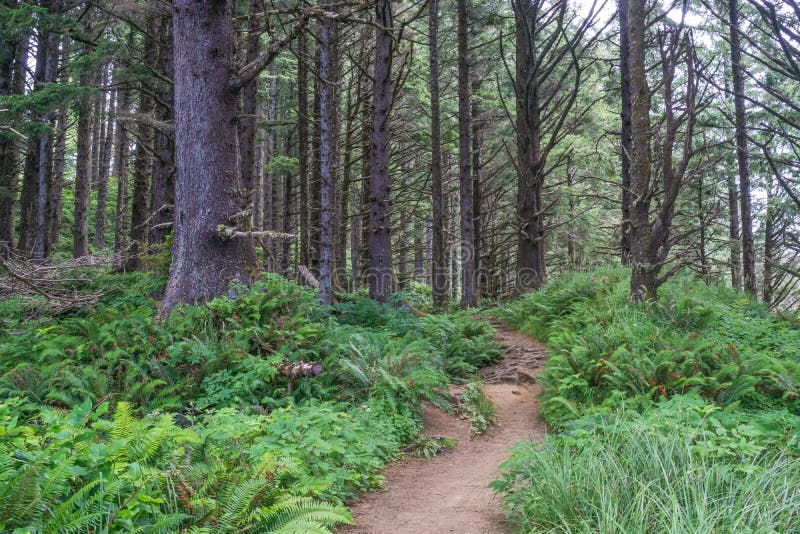 Oregon Forest Trail stock image. Image of setting, forestry - 15279797