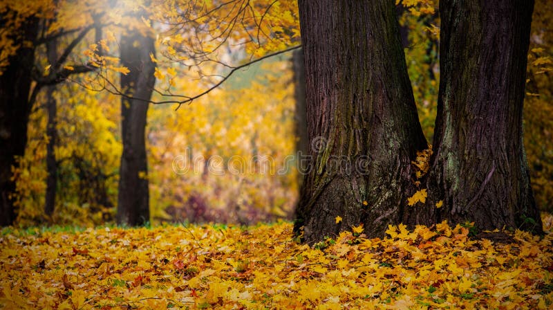 The Backround of Big Trees in the Forest at Autumn Fall Foliage at ...