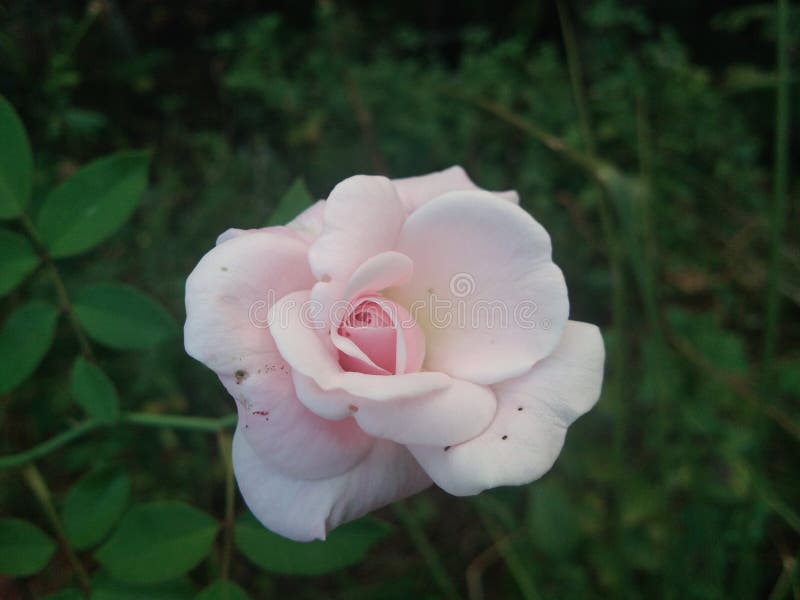 Backround Color De Rosa Cubierto De Rocio De Las Flores Foto de archivo ...