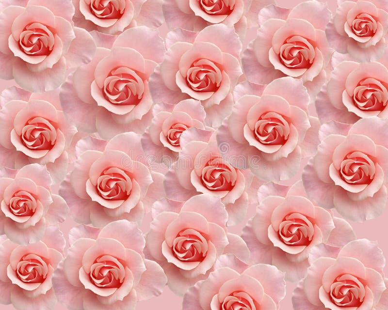 Backround com rosas imagem de stock. Imagem de elegante - 9822849